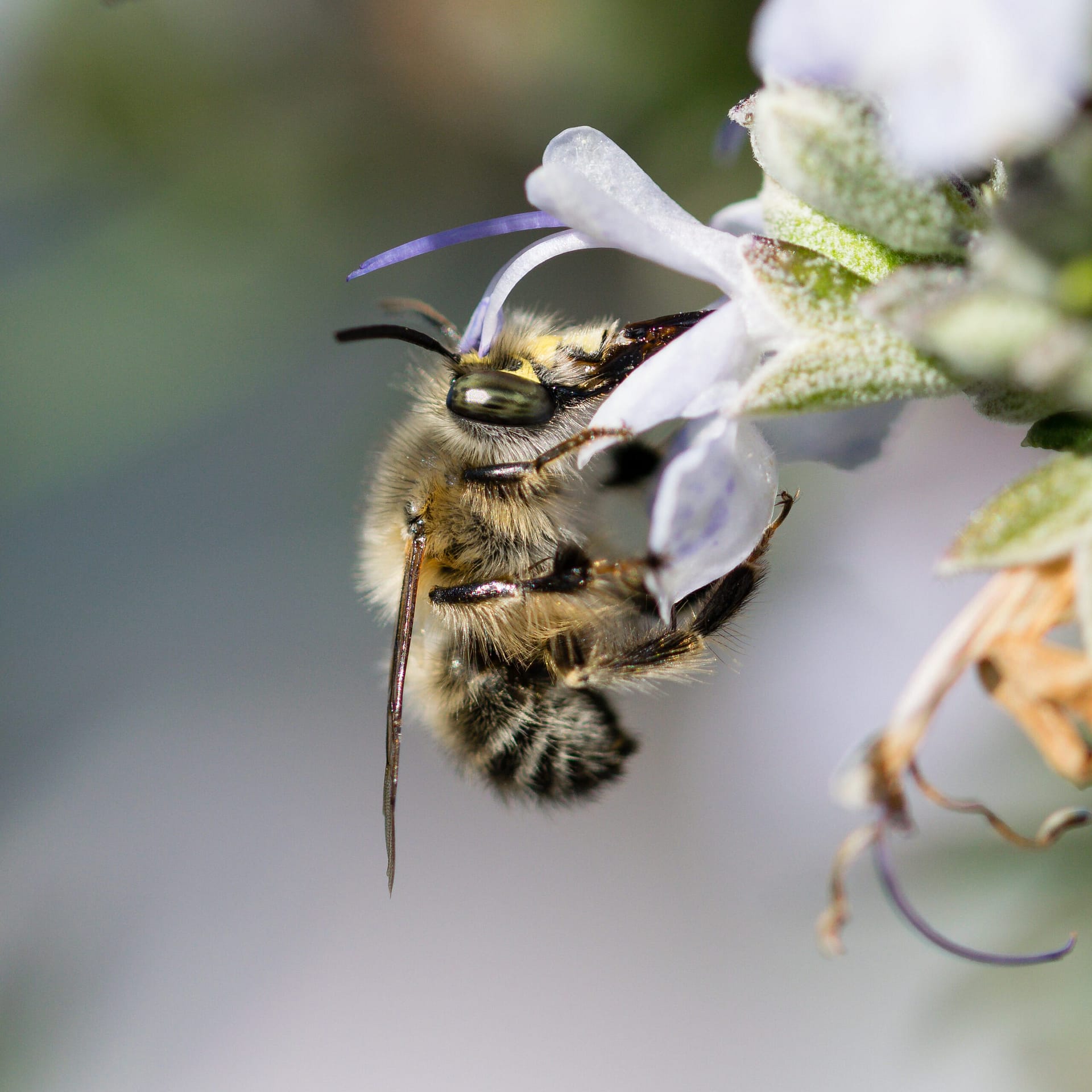 #33 Insekten - gefährliche Schädlinge oder unverzichtbar für die ...